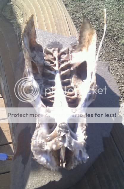 Help me ID this skull | Smith & Wesson Forum – The Community for S&W ...