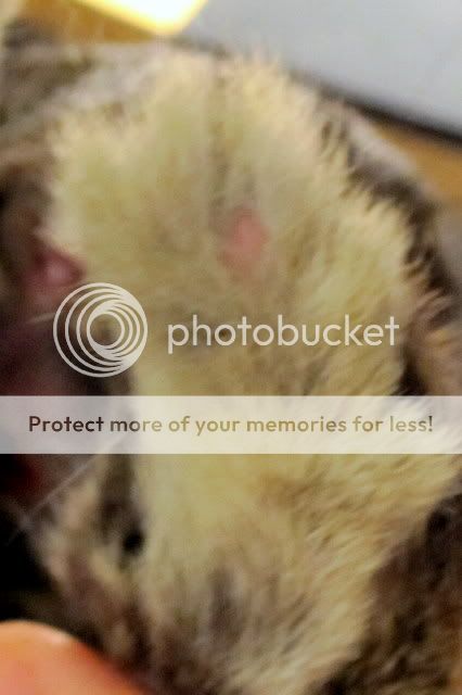 What does a bunny paw look like? | Rabbits Online Pet Rabbit & Bunny Forum