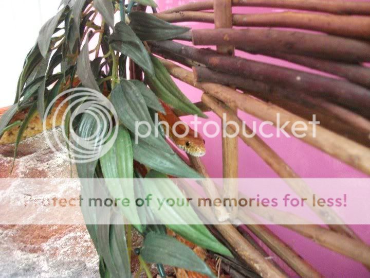 new pics of my gorgeous burp the corn snake | Reptile Forums