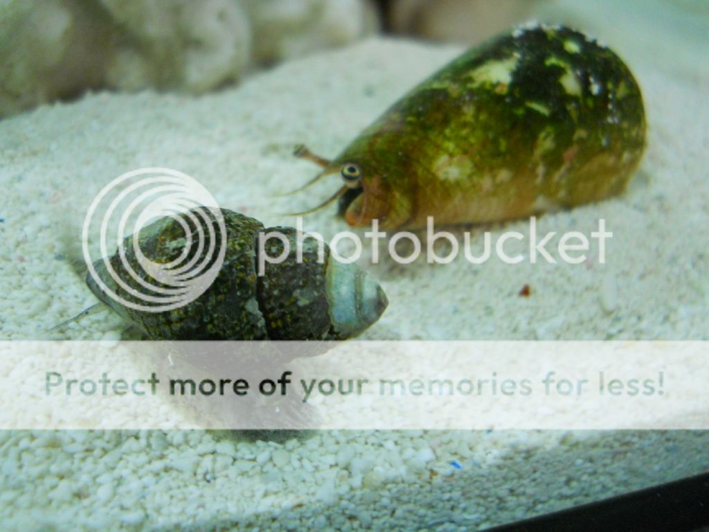 conch behavior question - Reef Central Online Community